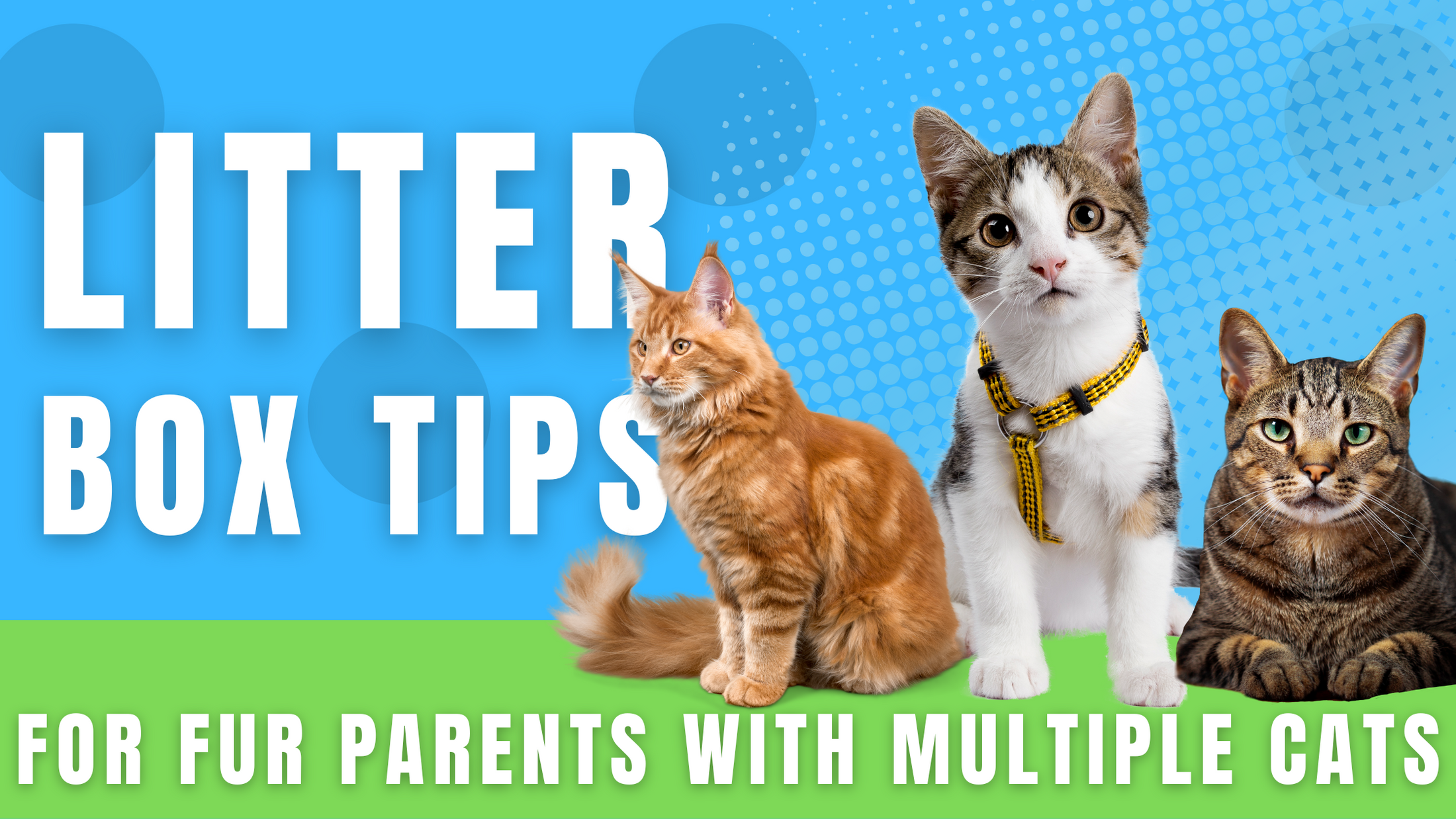 Litter Box Tips for Fur Parents with Multiple Cats – FreshWhisker